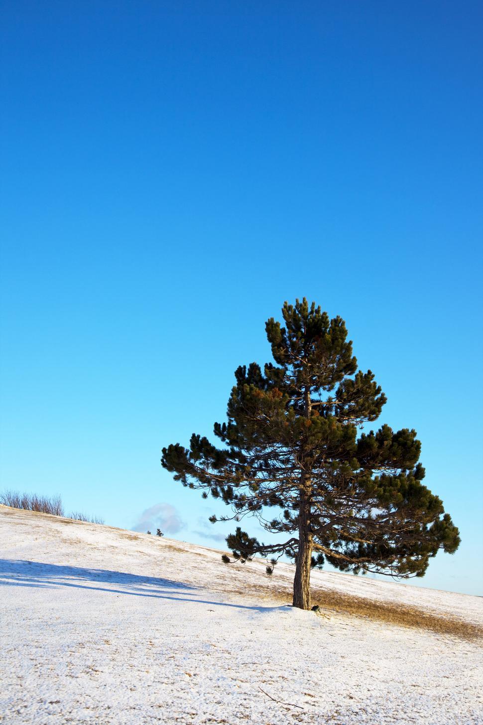 Free Stock Photo of Tree | Download Free Images and Free Illustrations