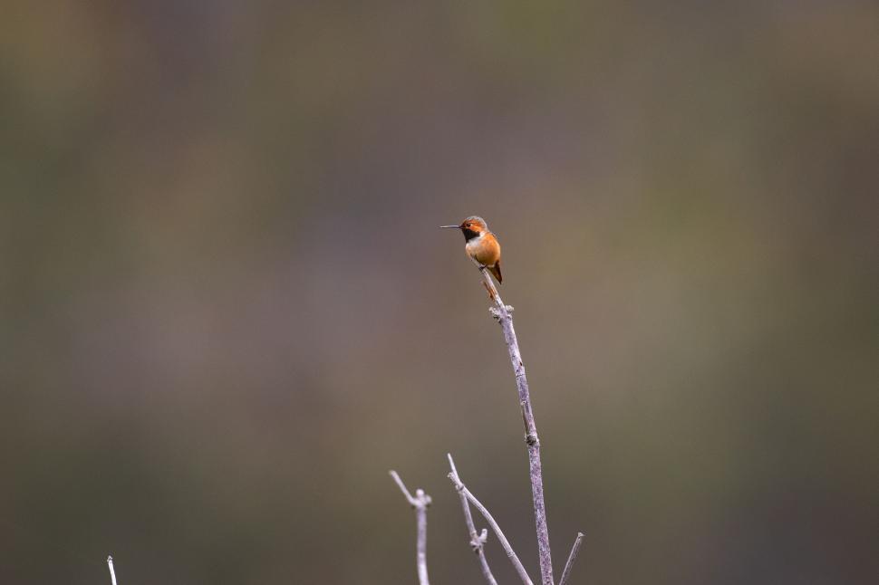 Free Stock Photo of Lone Bird Perching on a Bare Branch | Download Free ...