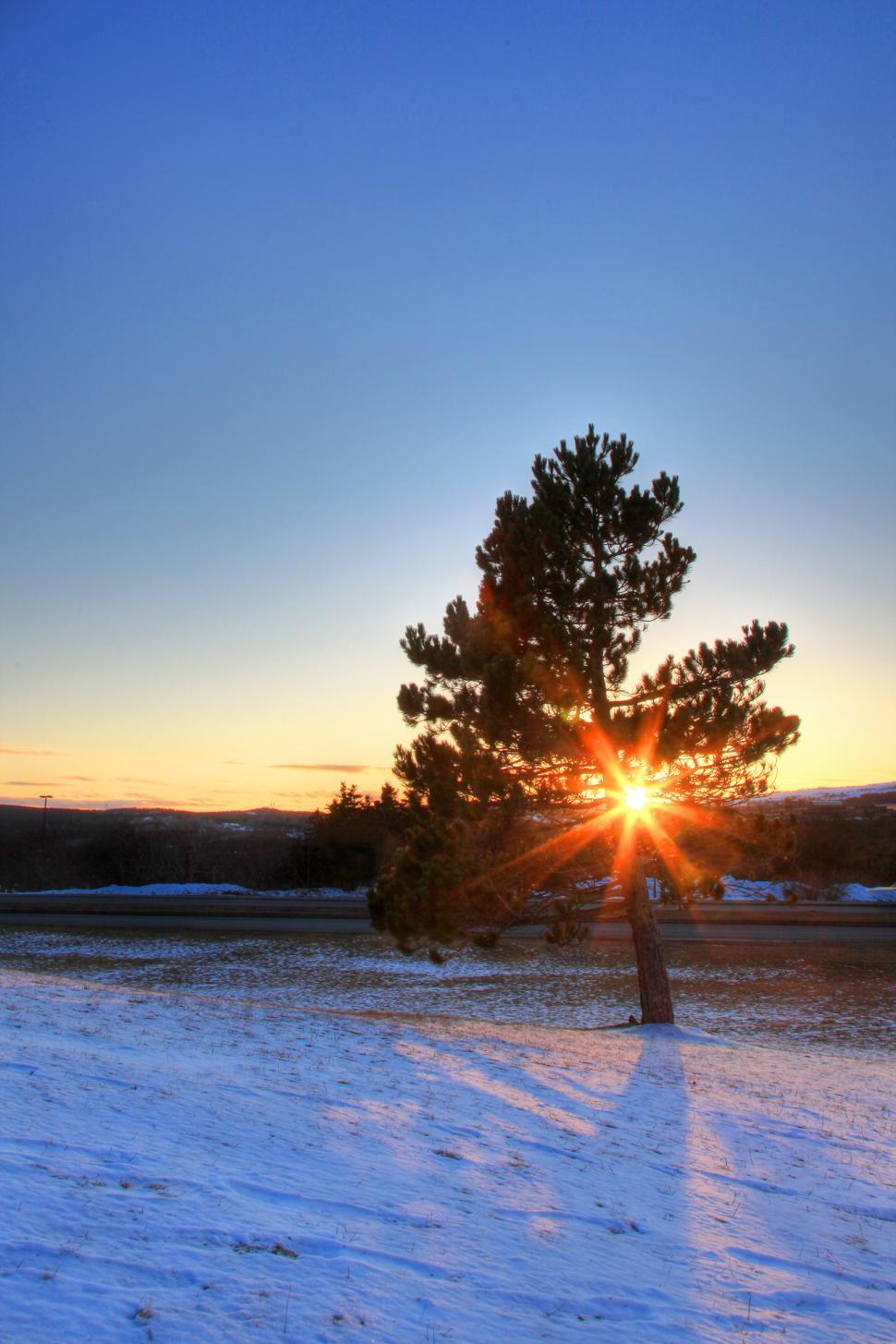 Free Stock Photo of Tree | Download Free Images and Free Illustrations