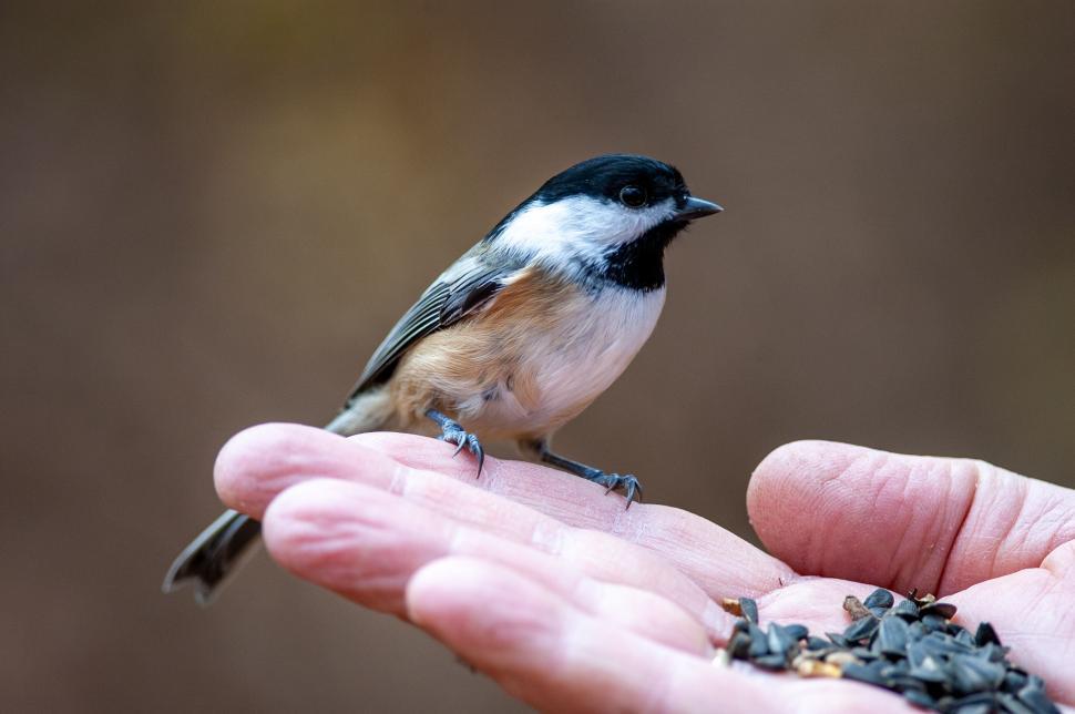 Free Stock Photo of Chickadee bird perched on human hand | Download ...