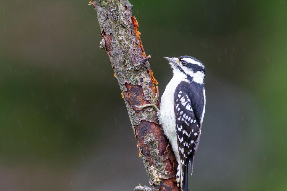 Free Stock Photo of Woodpecker perched on a wet tree trunk | Download ...