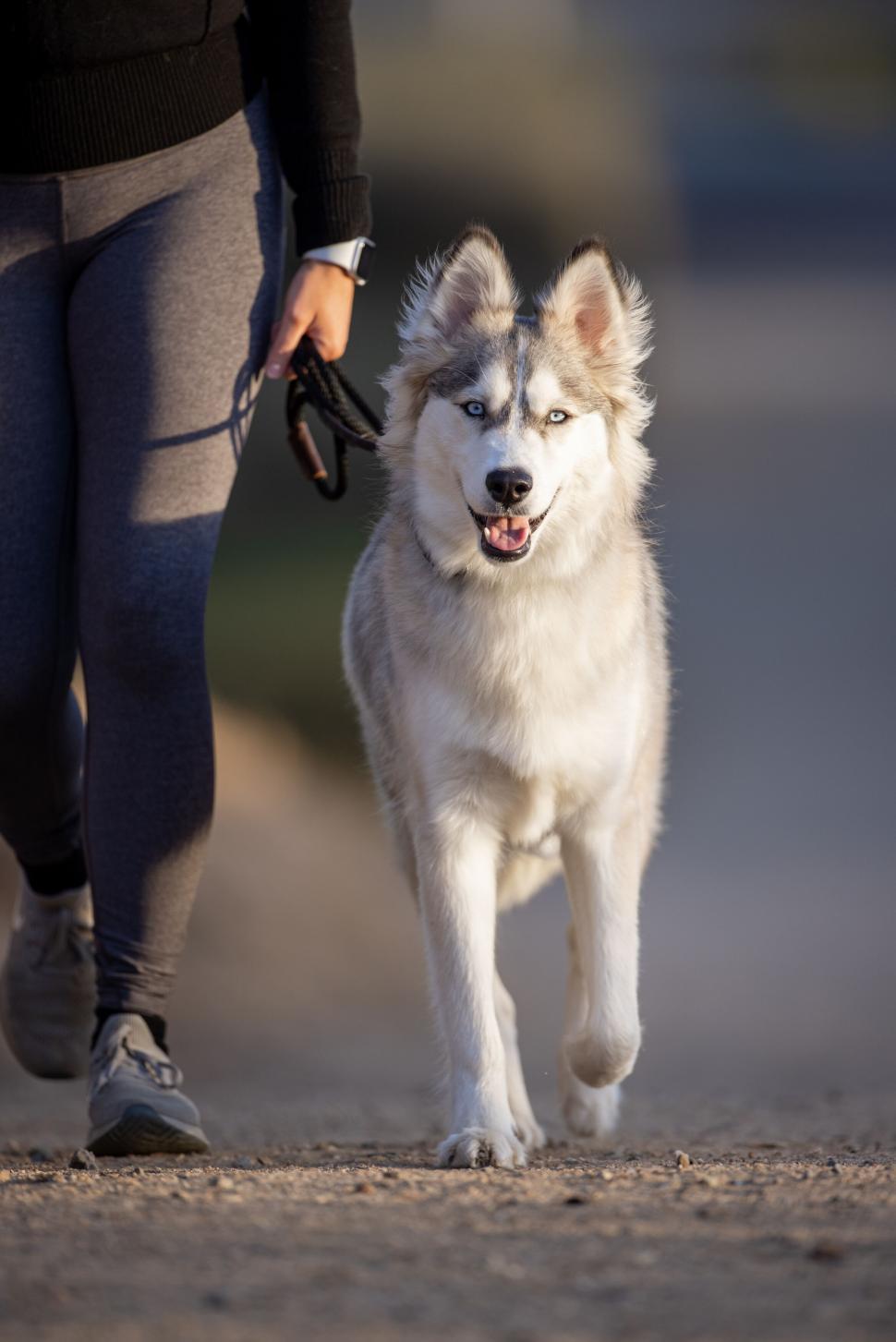 Free Stock Photo of Person walking with a blurred husky dog | Download ...