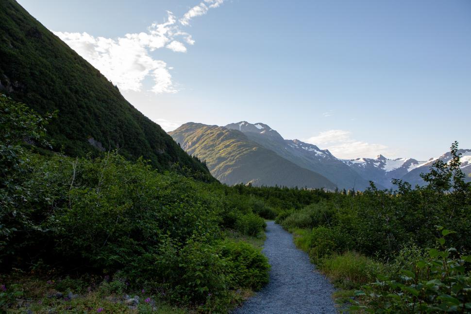 Free Stock Photo of Serene path in lush green forest landscape ...