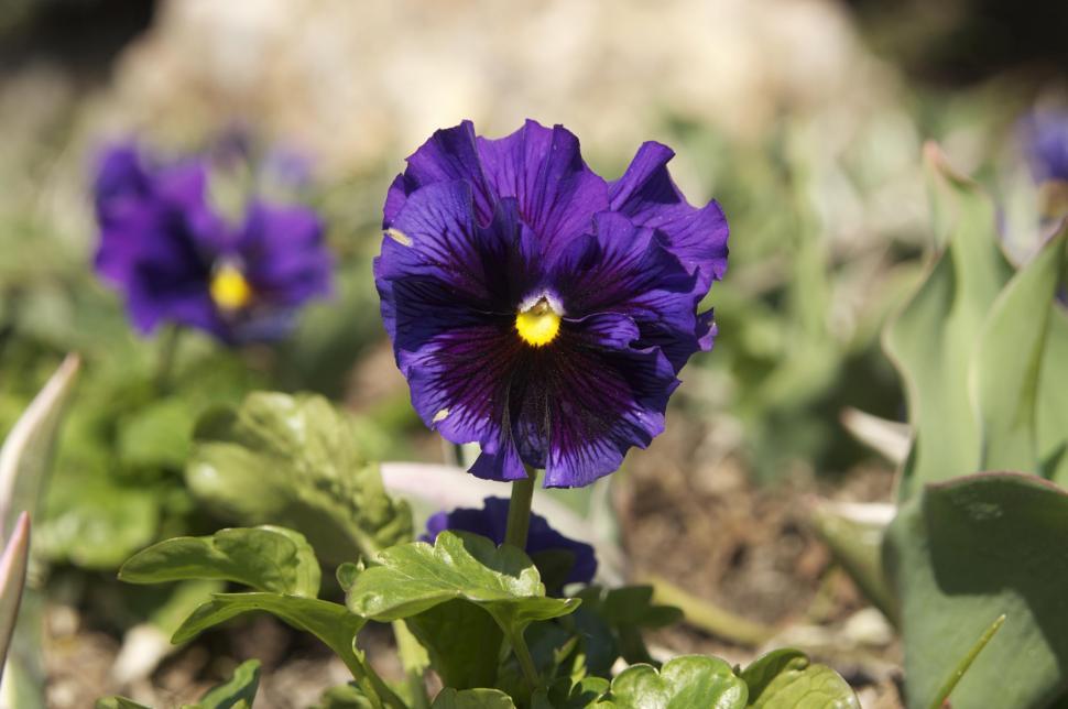 Free Stock Photo of Purple pansy | Download Free Images and Free ...