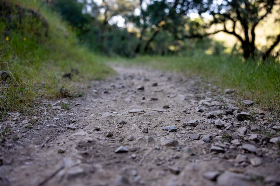 Free Stock Photo of Rustic path through a lush green forest | Download ...