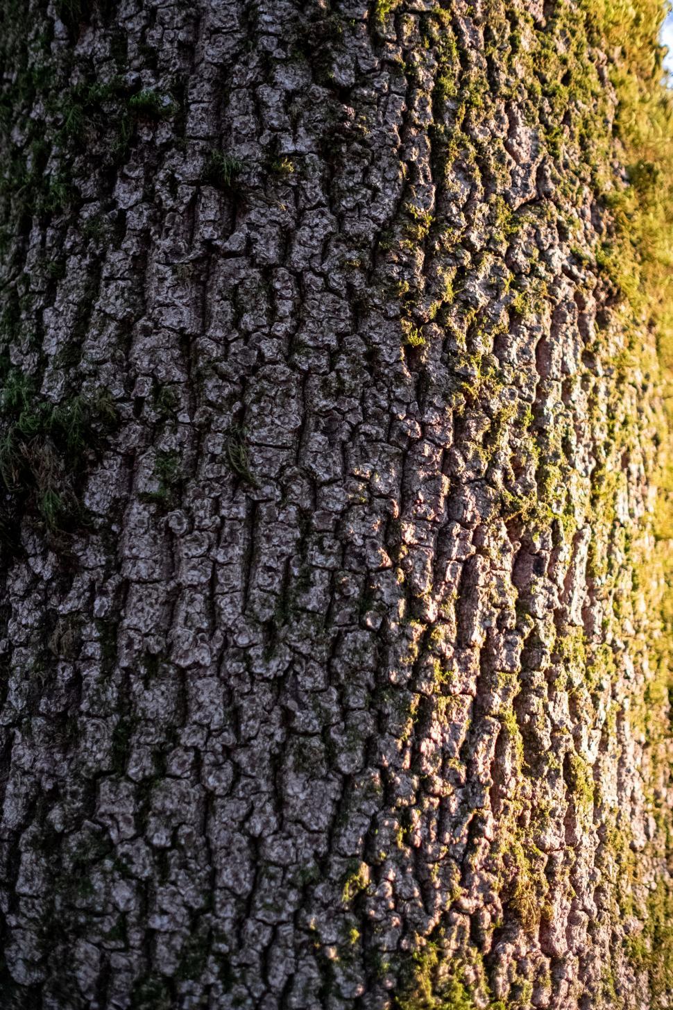 Free Stock Photo of Detailed bark texture of a tree at sunset ...