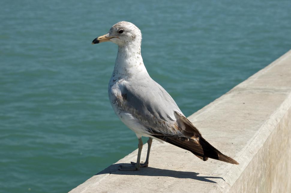 Free Stock Photo of Seagull | Download Free Images and Free Illustrations