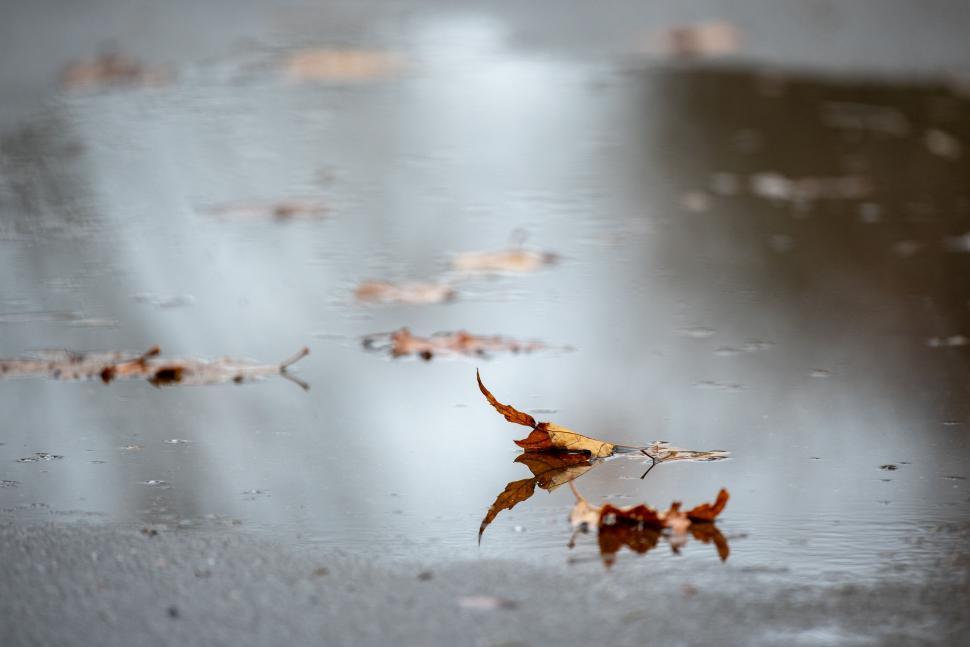 Free Stock Photo of Leaf reflected in water puddle | Download Free Images and Free Illustrations