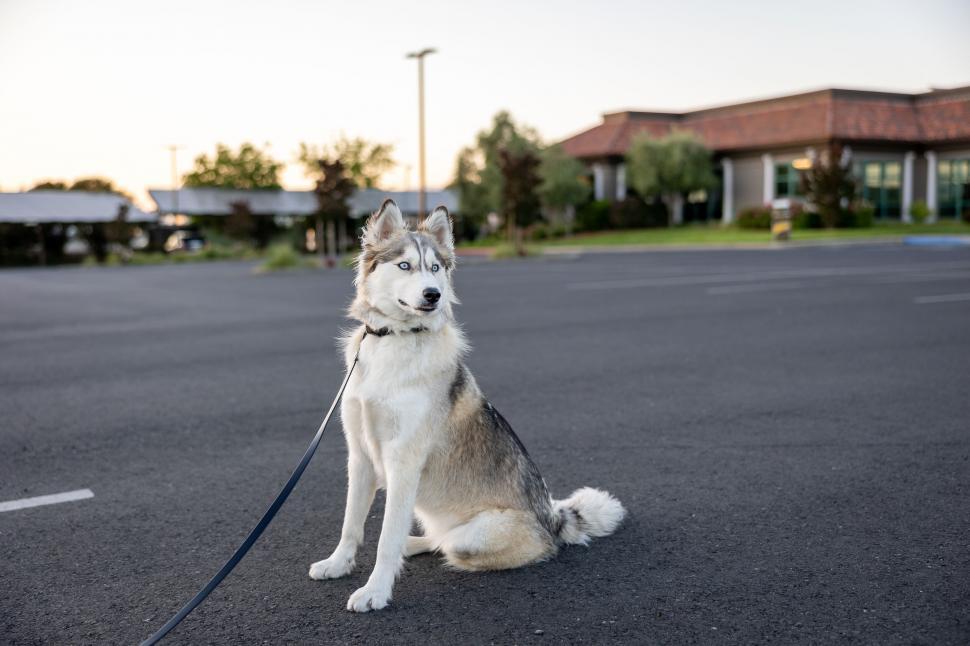 Free Stock Photo of Obedient husky dog sitting on pavement with leash ...