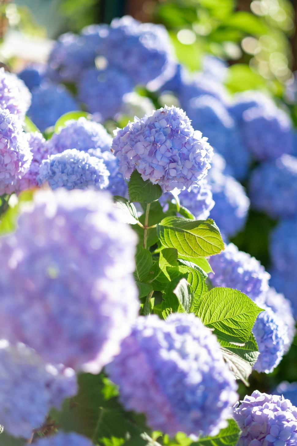 Free Stock Photo of Hydrangea flowers in full bloom | Download Free ...