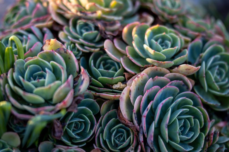 Free Stock Photo of Pattern of succulent plants close-up | Download ...