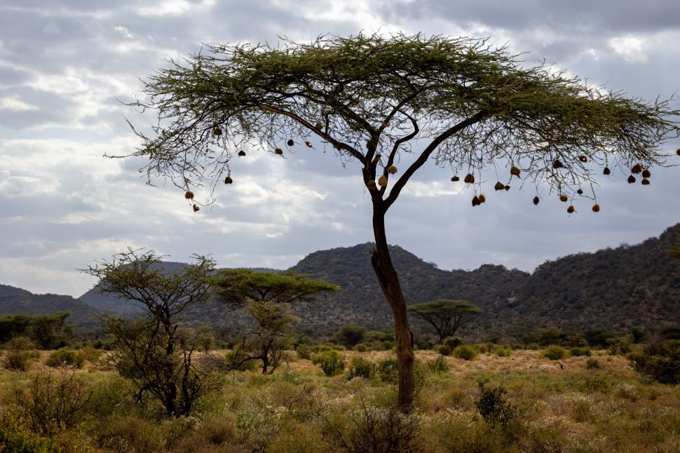 Free Stock Photo of Acacia tree with weaver bird nests in savannah ...