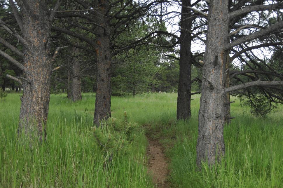 Free Stock Photo of Wooded path | Download Free Images and Free ...