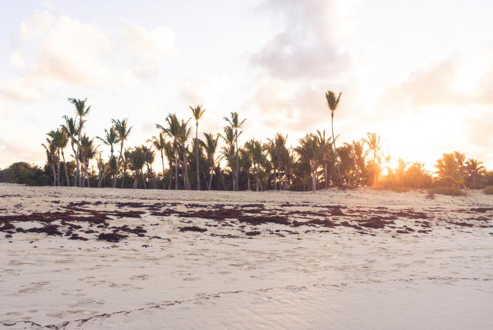 Free Stock Photo of Tropical beach scene at sunset with palms ...