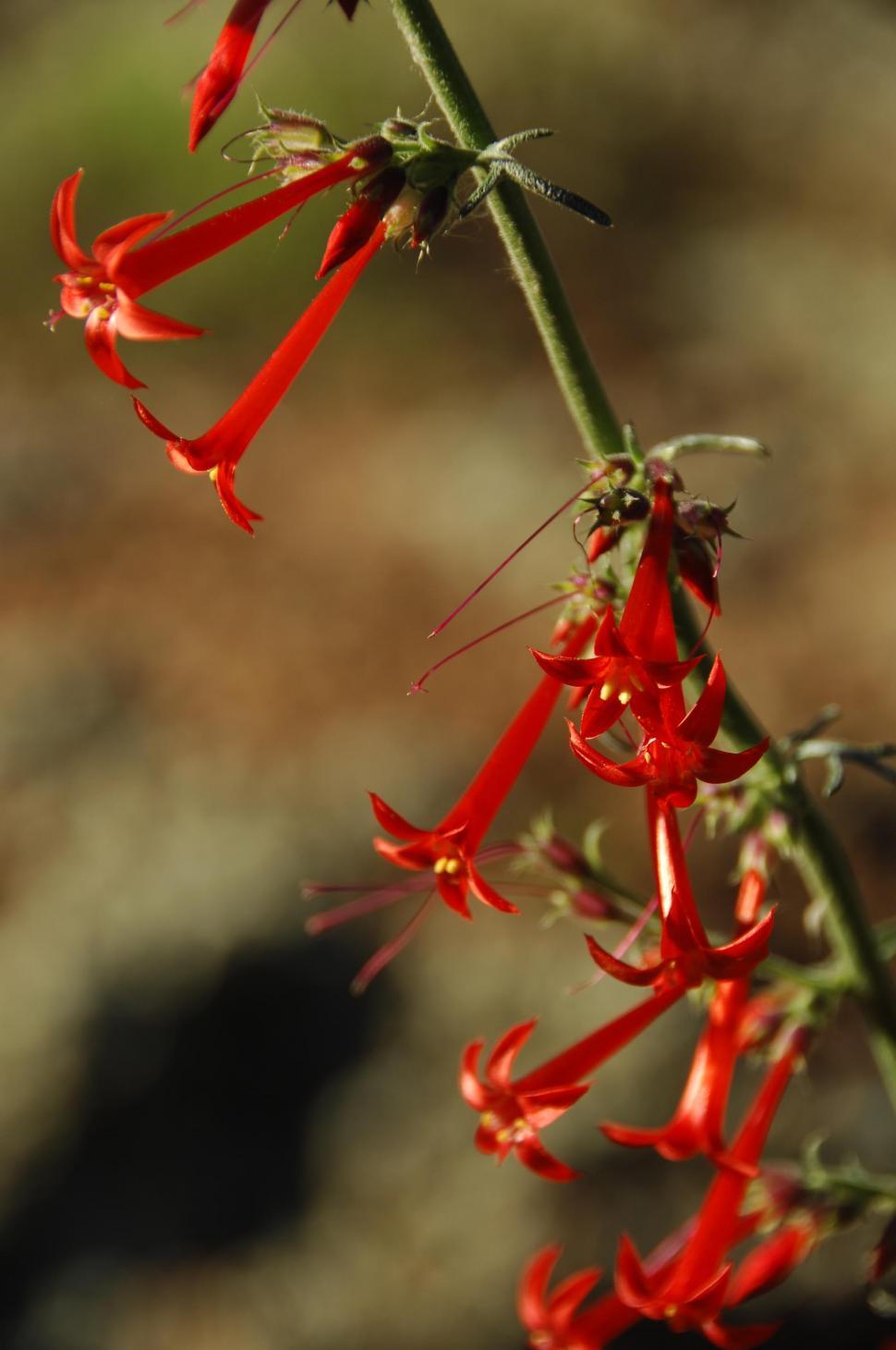 Free Stock Photo of Scarlet gilia | Download Free Images and Free ...
