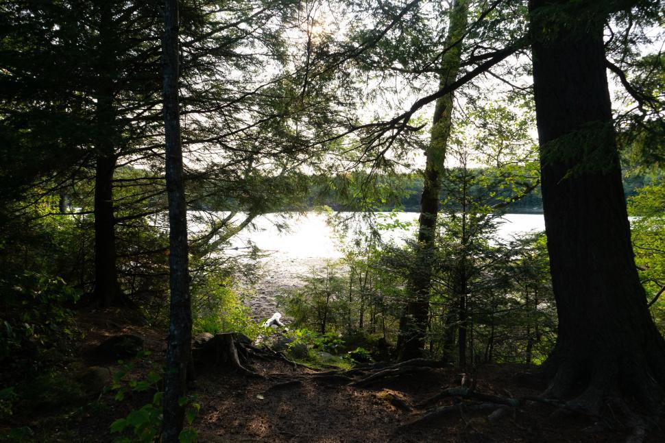 Free Stock Photo of Serene lake view through forest trees | Download ...