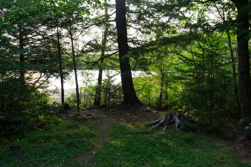 Free Stock Photo of Forest path leading to a sunlit clearing | Download ...