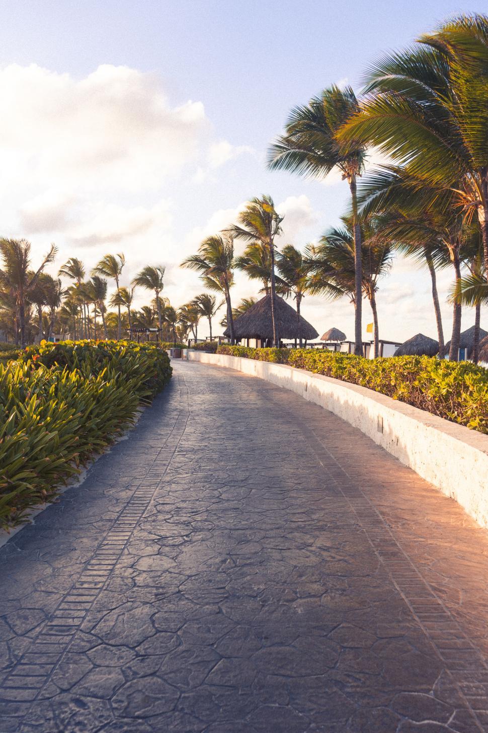 Free Stock Photo of Sunny pathway lined with palm trees and huts ...