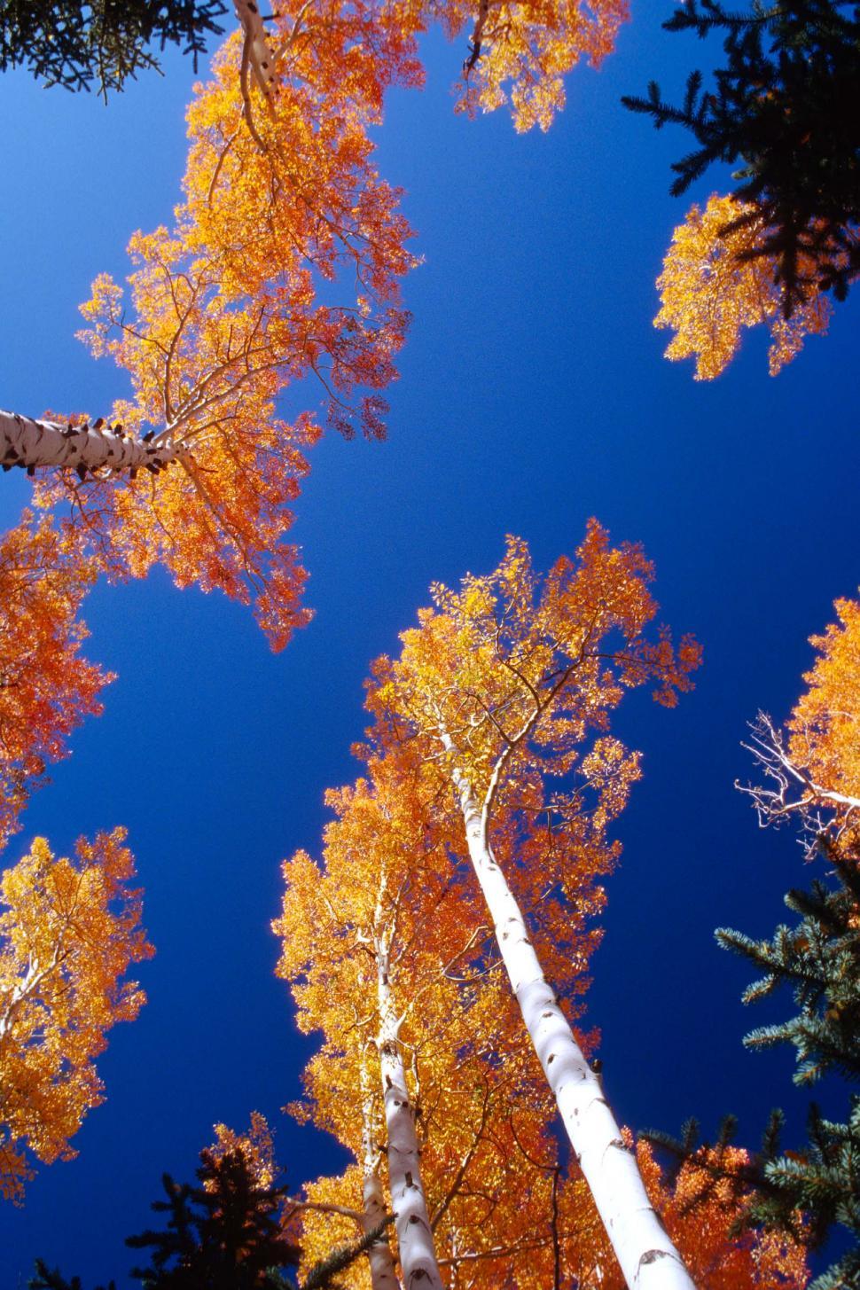 Fall Aspen Wallpaper