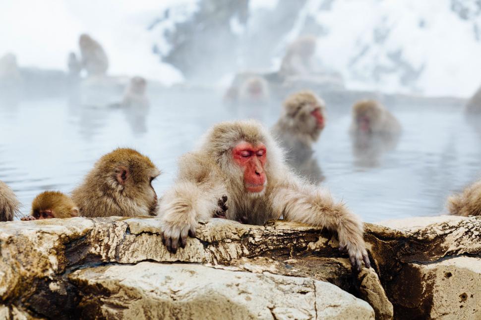 Free Stock Photo of Snow monkeys relaxing in hot springs | Download ...