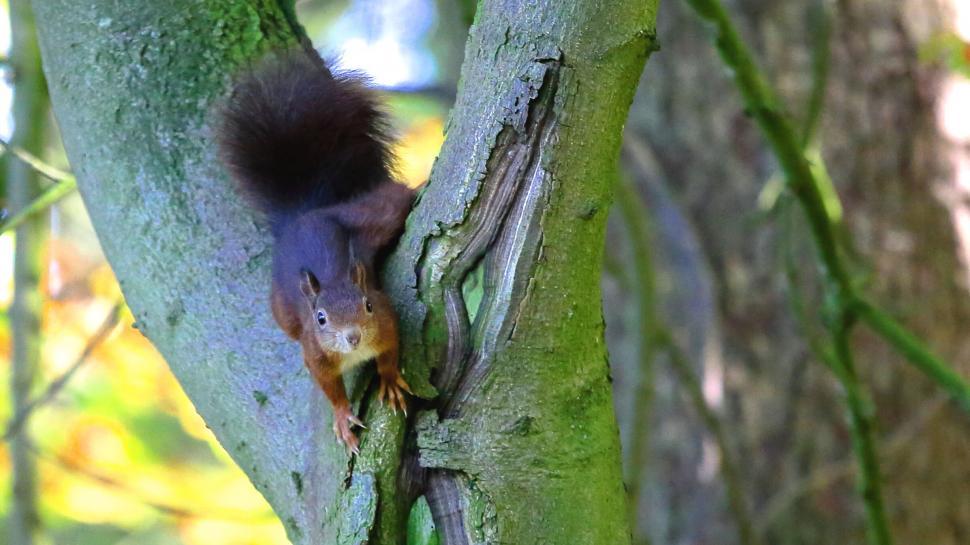 Free Stock Photo of Squirrel descending a green tree trunk | Download ...