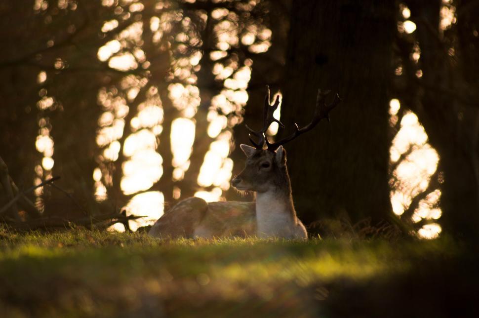 Free Stock Photo of Peaceful deer resting in soft sunset light ...