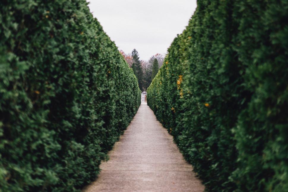 Free Stock Photo of Person at End of Green Lush Hedge Path | Download ...