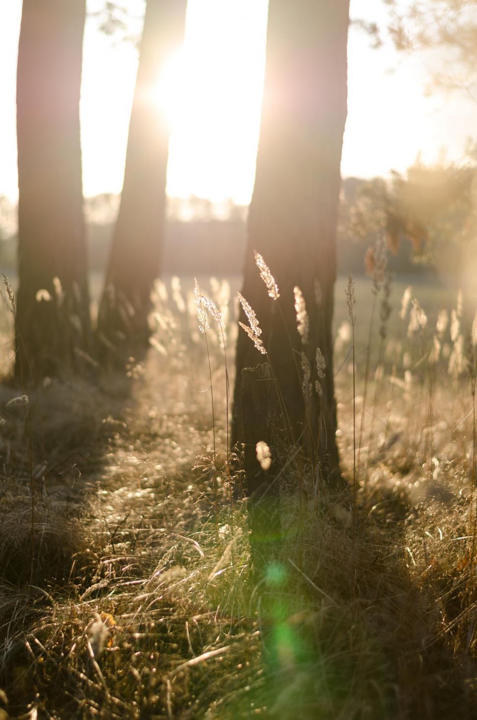 Free Stock Photo of Sunlight gleaming between forest trees | Download ...
