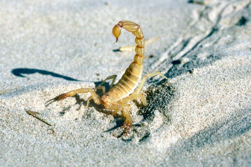 Free Stock Photo of Scorpion raises stinger | Download Free Images and ...