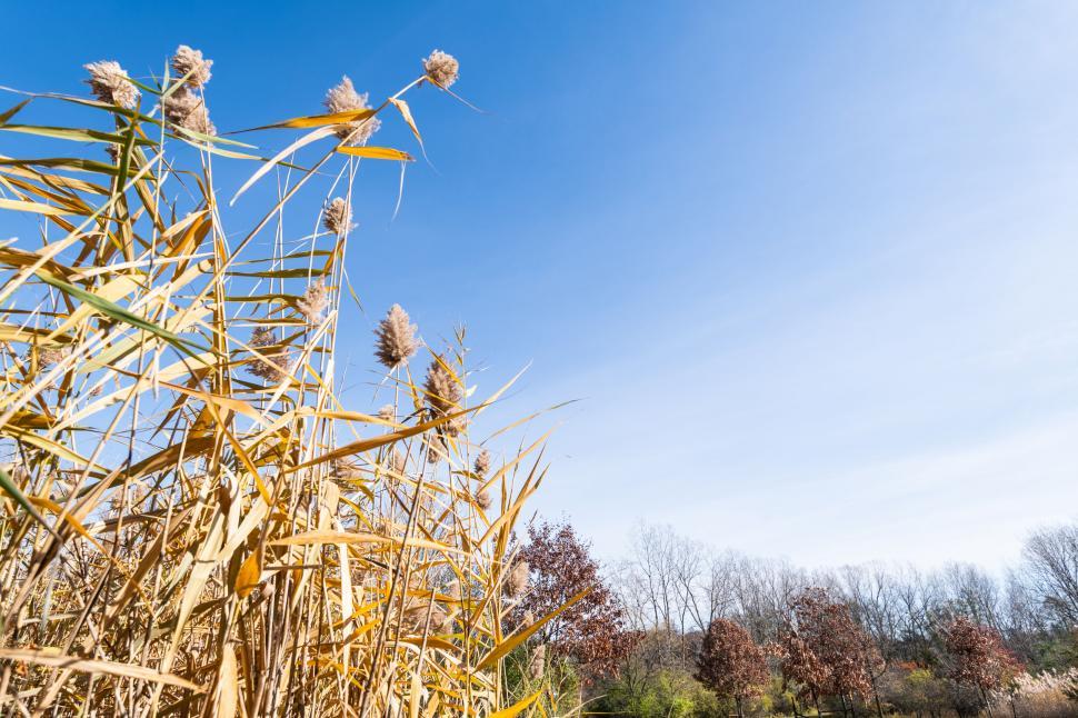 Free Stock Photo of Tall winter reeds against a blue sky | Download ...