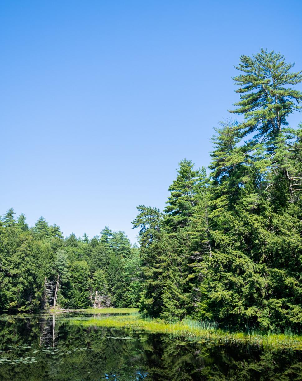 Free Stock Photo of Clear blue sky over a lush green forest | Download ...