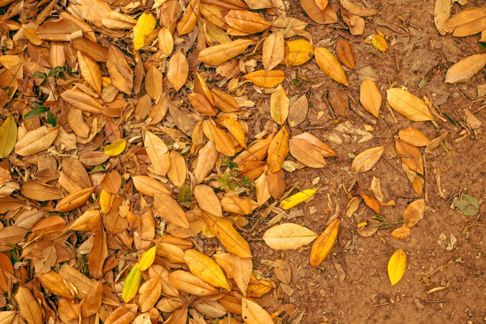 Free Stock Photo of Autumn leaves covering the forest floor | Download ...