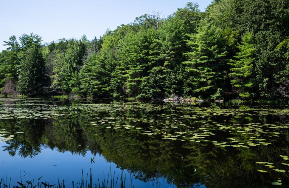 Free Stock Photo of Pond Reflections in an Evergreen Forest | Download ...