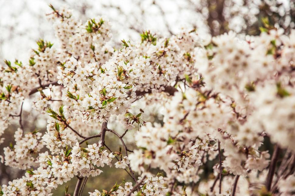 Free Stock Photo of Cherry blossom tree in full bloom | Download Free ...