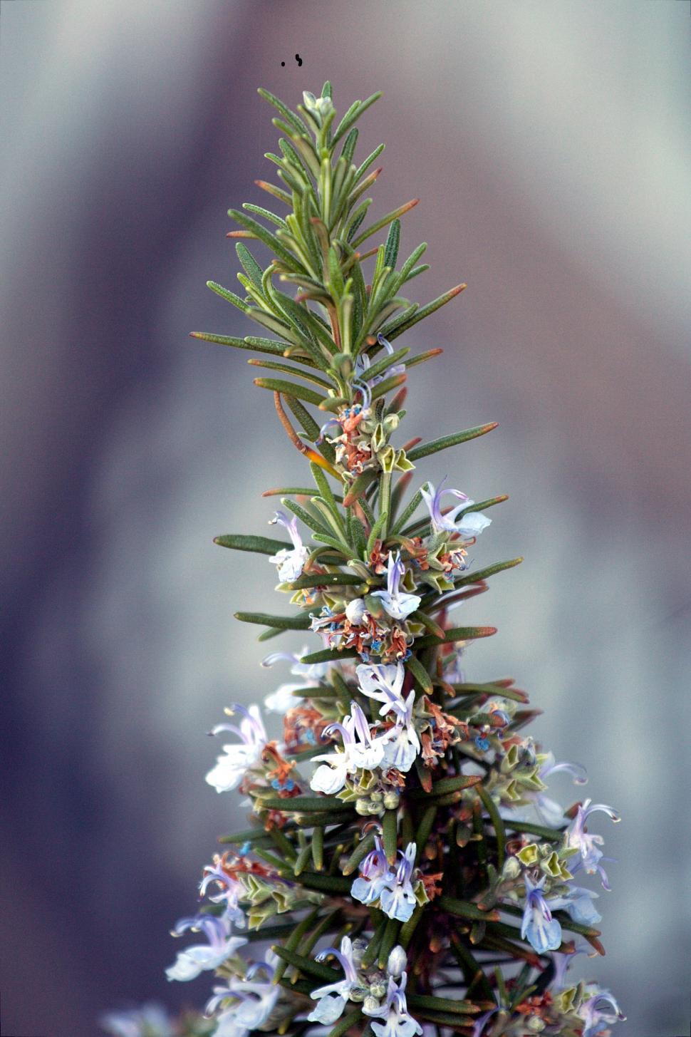 Free Stock Photo of Rosemary | Download Free Images and Free Illustrations