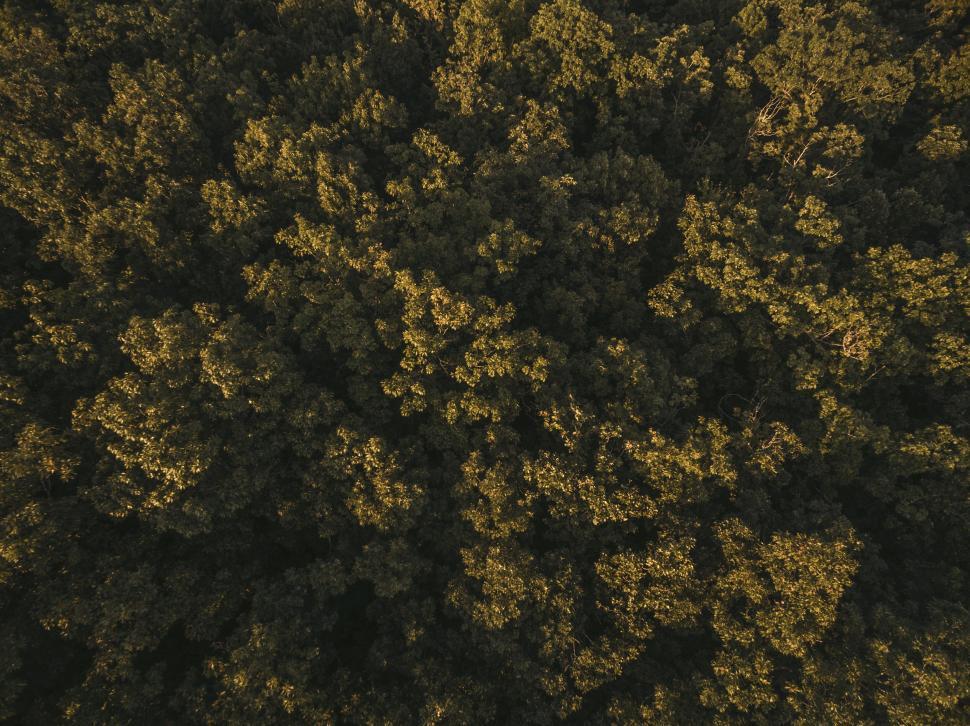 Free Stock Photo of Overhead shot of dense green forest texture ...