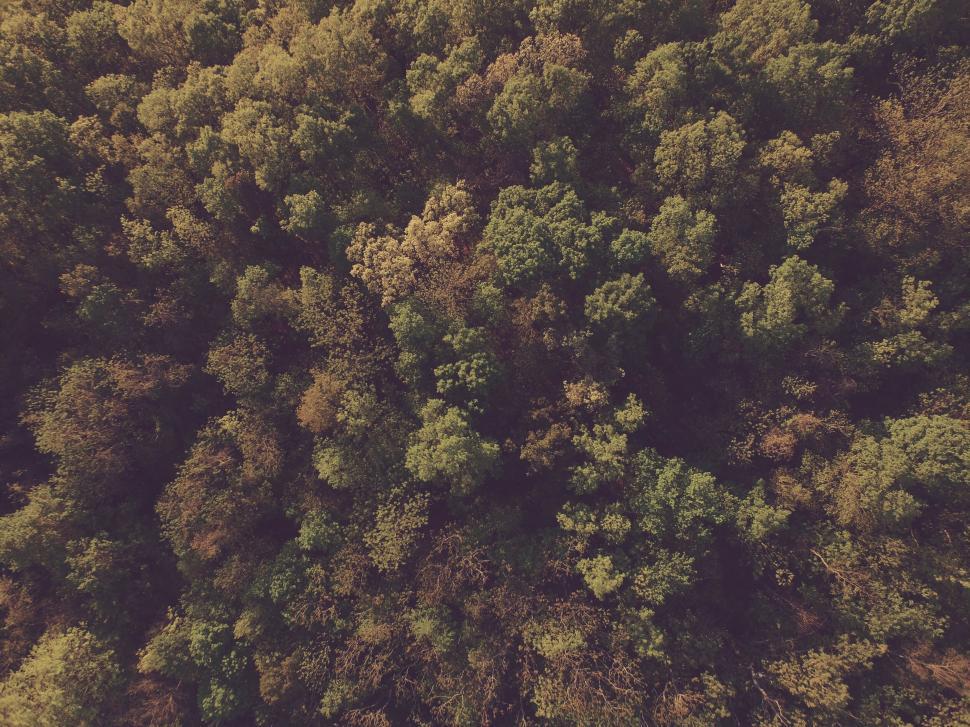 Free Stock Photo of Dense forest canopy from an aerial perspective ...