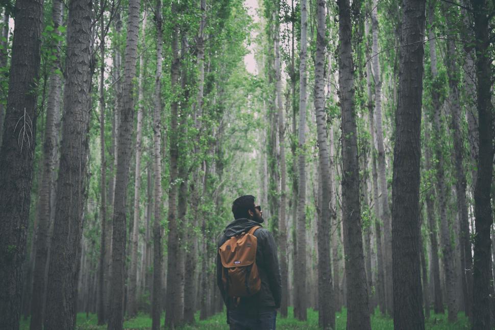 Free Stock Photo of Person in a forest looking up at tall trees ...