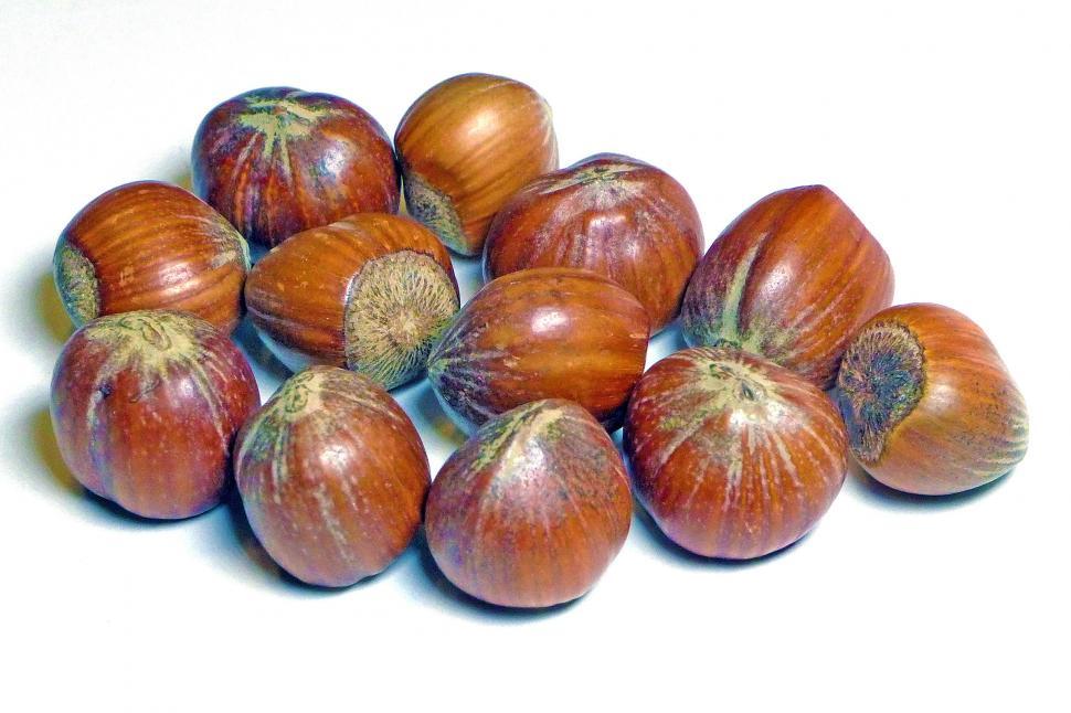 Free Stock Photo of Raw Hazelnuts | Download Free Images and Free ...