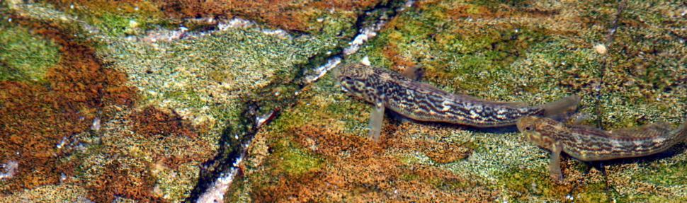 Free Stock Photo of Klipvis | Download Free Images and Free Illustrations