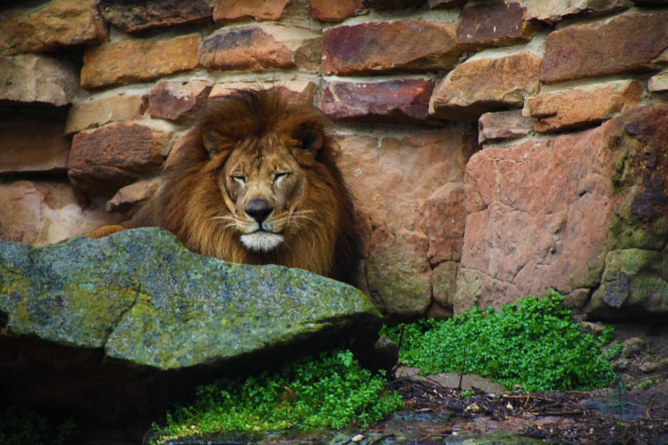 Free Stock Photo of Lion behind a rock | Download Free Images and Free ...
