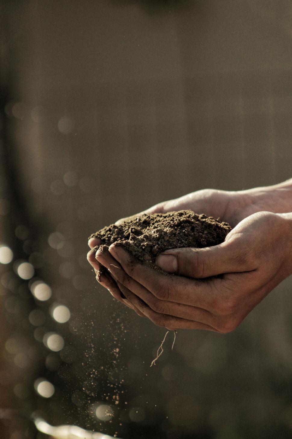Free Stock Photo of Hands holding soil with sunlight | Download Free ...