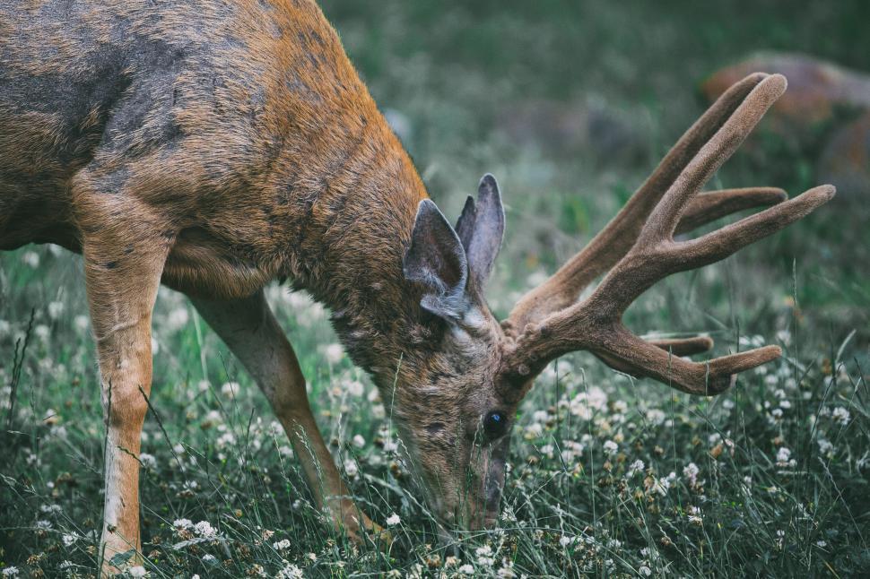 Free Stock Photo of Elk with impressive antlers grazing | Download Free ...