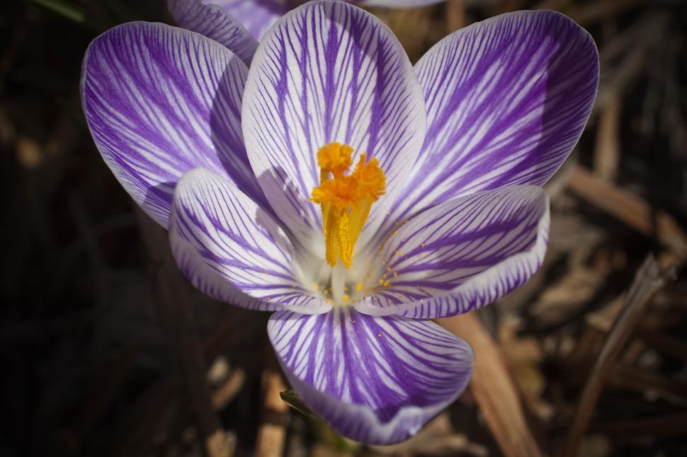Free Stock Photo of Purple Crocus | Download Free Images and Free ...