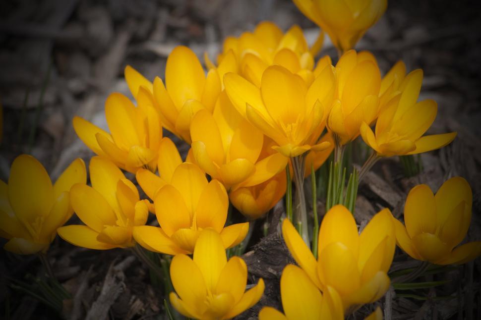 Free Stock Photo of New yellow Crocus | Download Free Images and Free ...