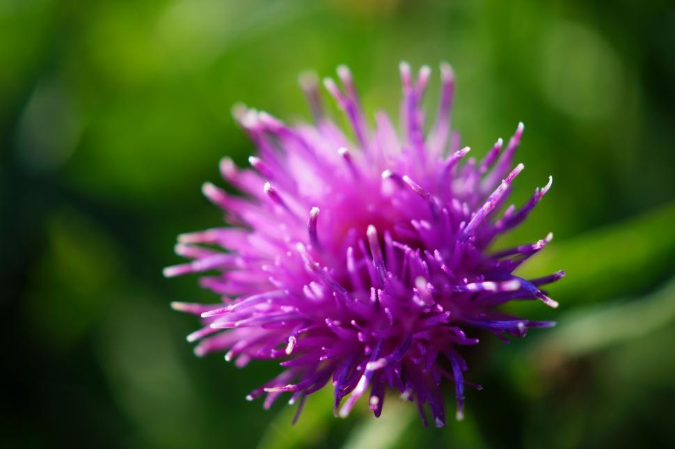 Free Stock Photo of Purple flower with sharp details | Download Free ...
