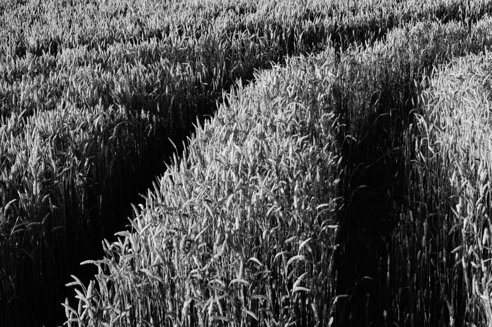Free Stock Photo of Monochrome wheat field texture | Download Free ...