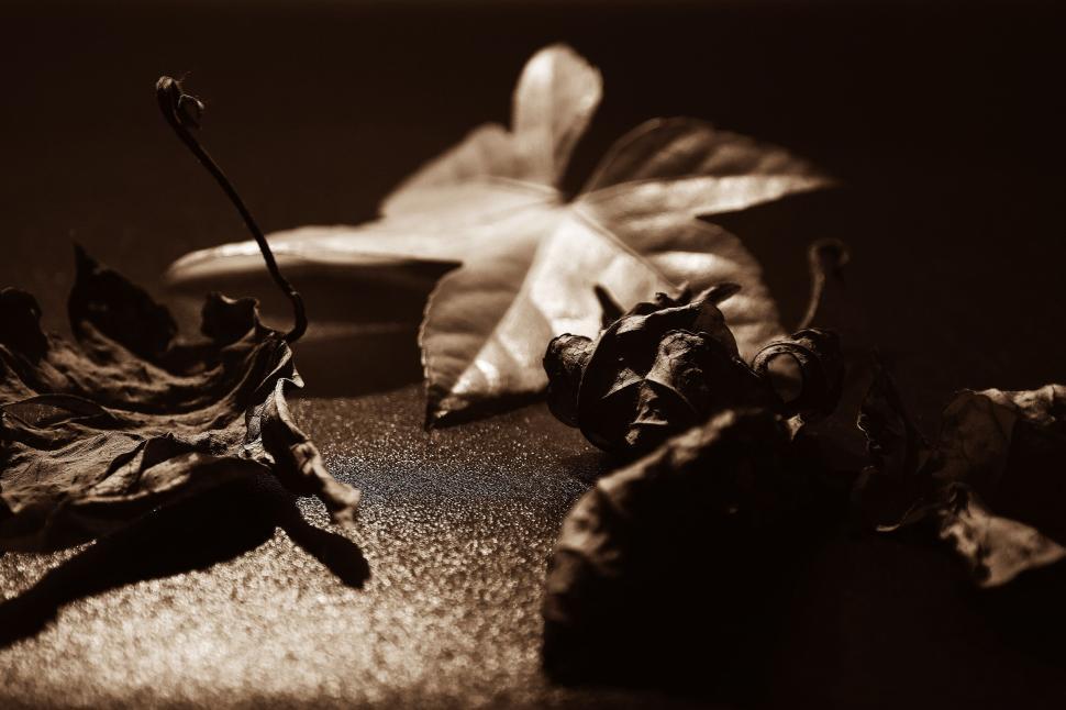 Leaf Still Life Photography Autumn Photography Fun! Sharp Shots