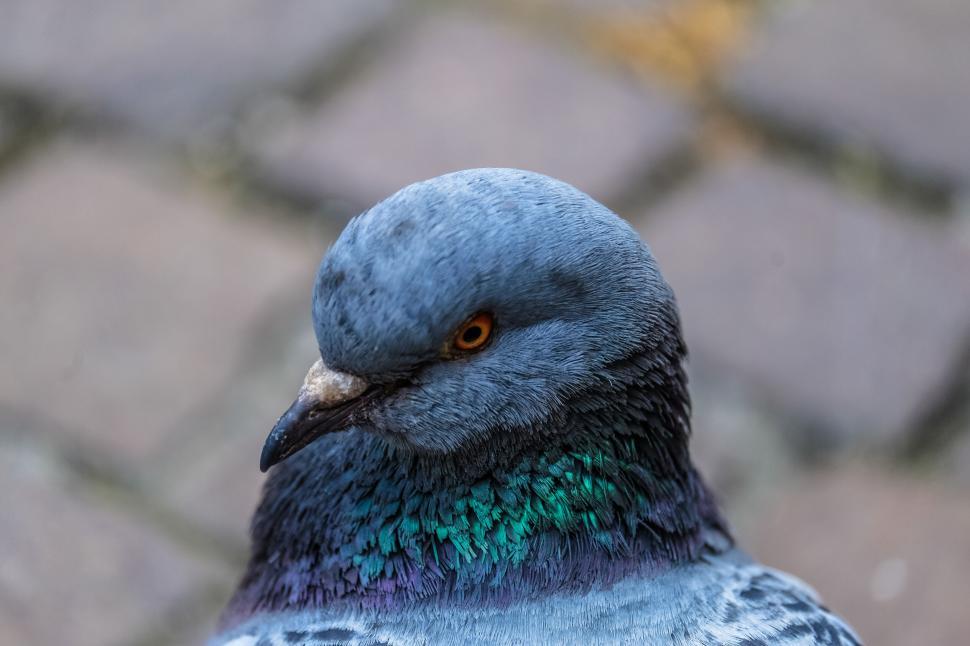 Free Stock Photo of Close-up of a pigeon s head and eye | Download Free ...