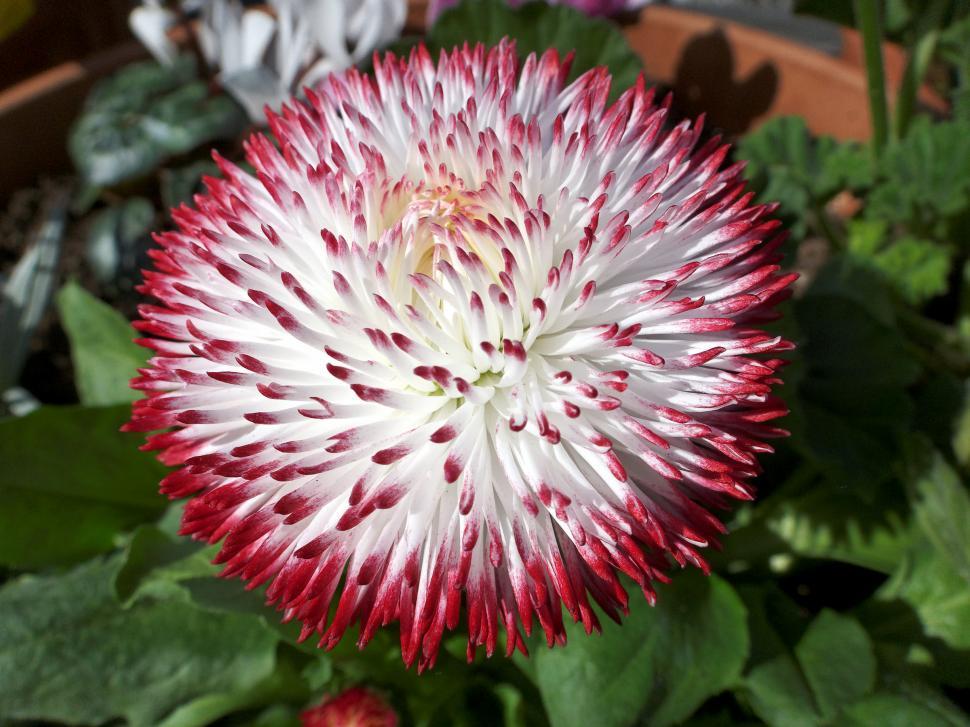 Free Stock Photo of Flowers | Download Free Images and Free Illustrations